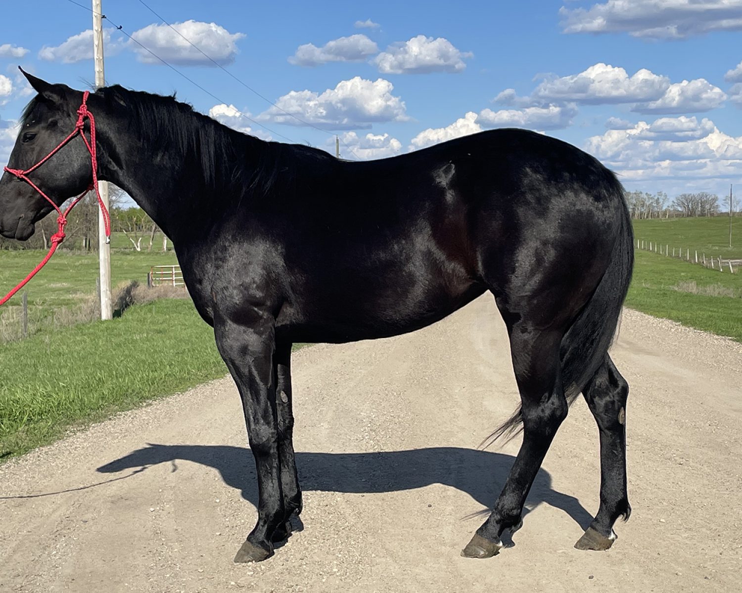 Horses - Dollar Horse Services