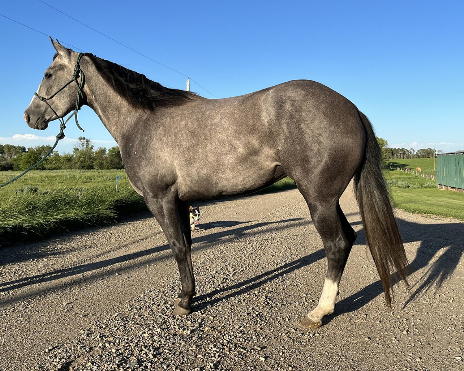 Horses - Dollar Horse Services