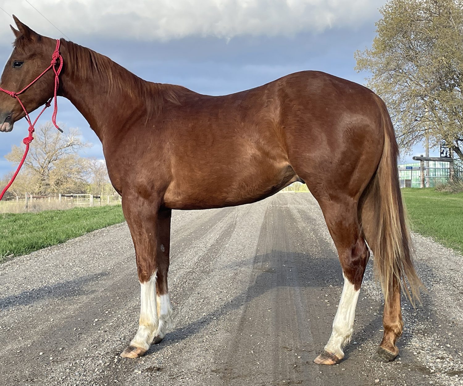 sold Archives - Dollar Horse Services