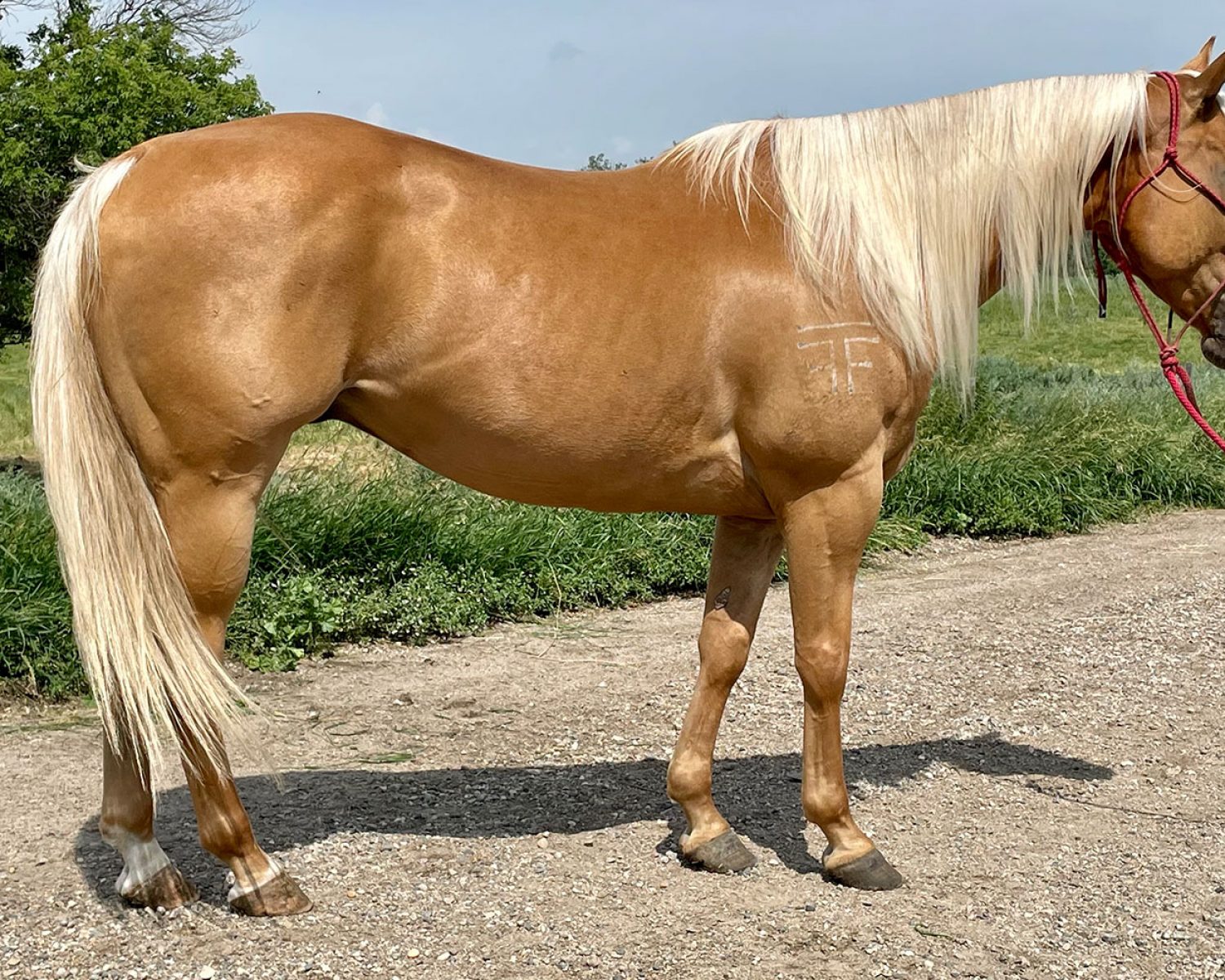 Horses - Dollar Horse Services