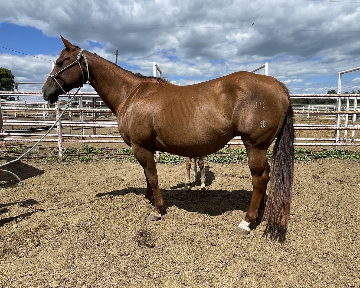 Breeding - Dollar Horse Services