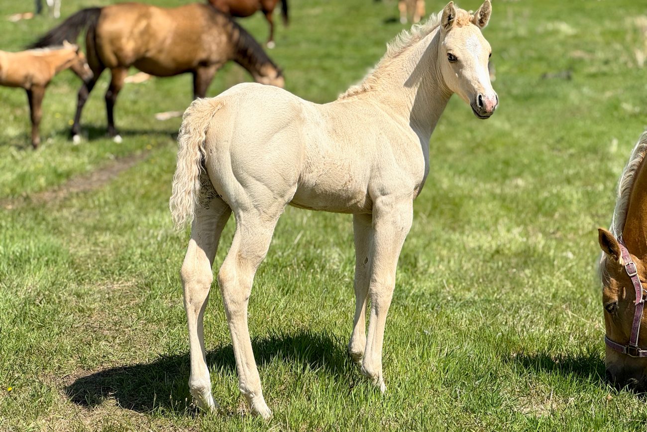 DHS Captain Bo (Sold) - Dollar Horse Services