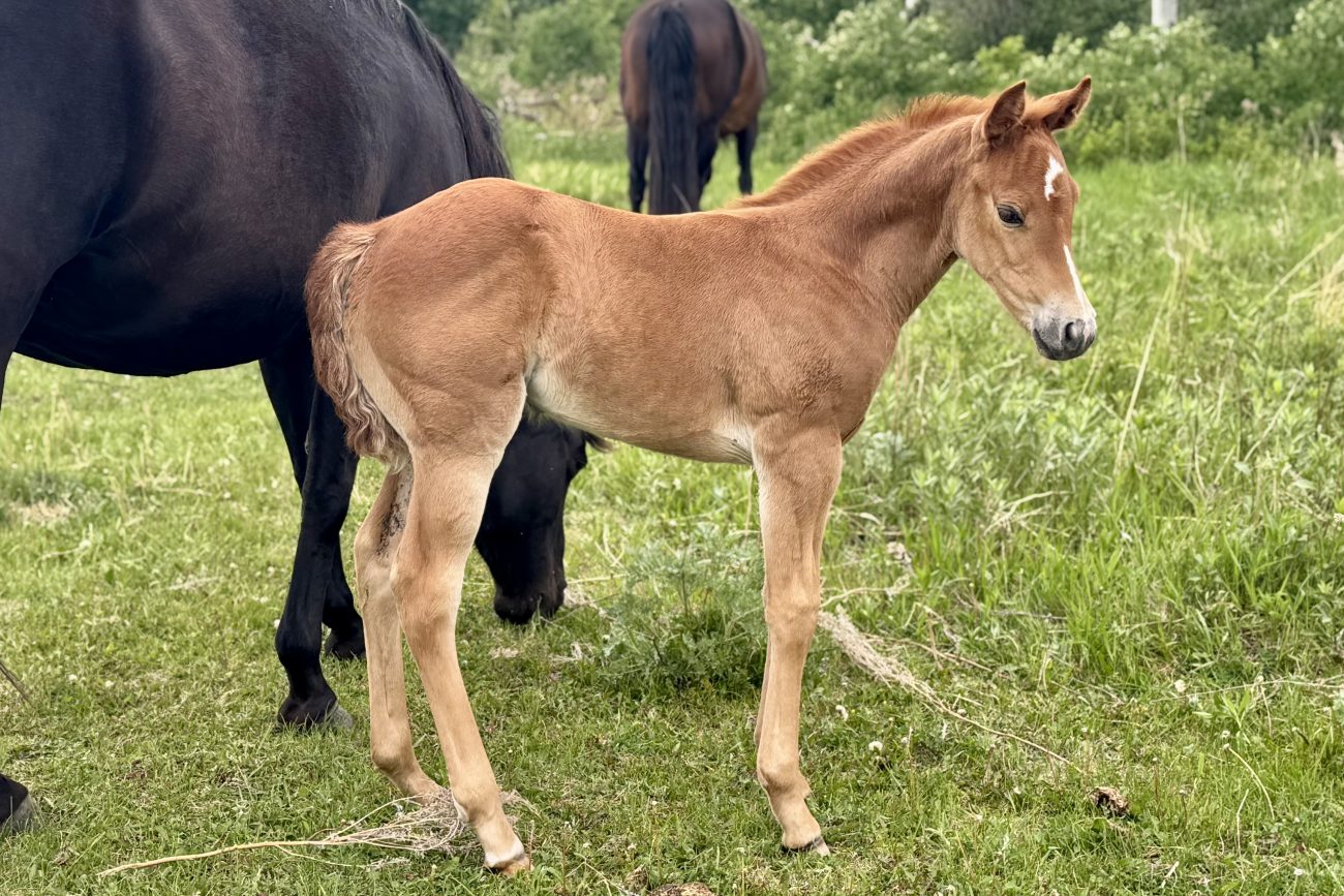 DHS Merlot in May - Dollar Horse Services